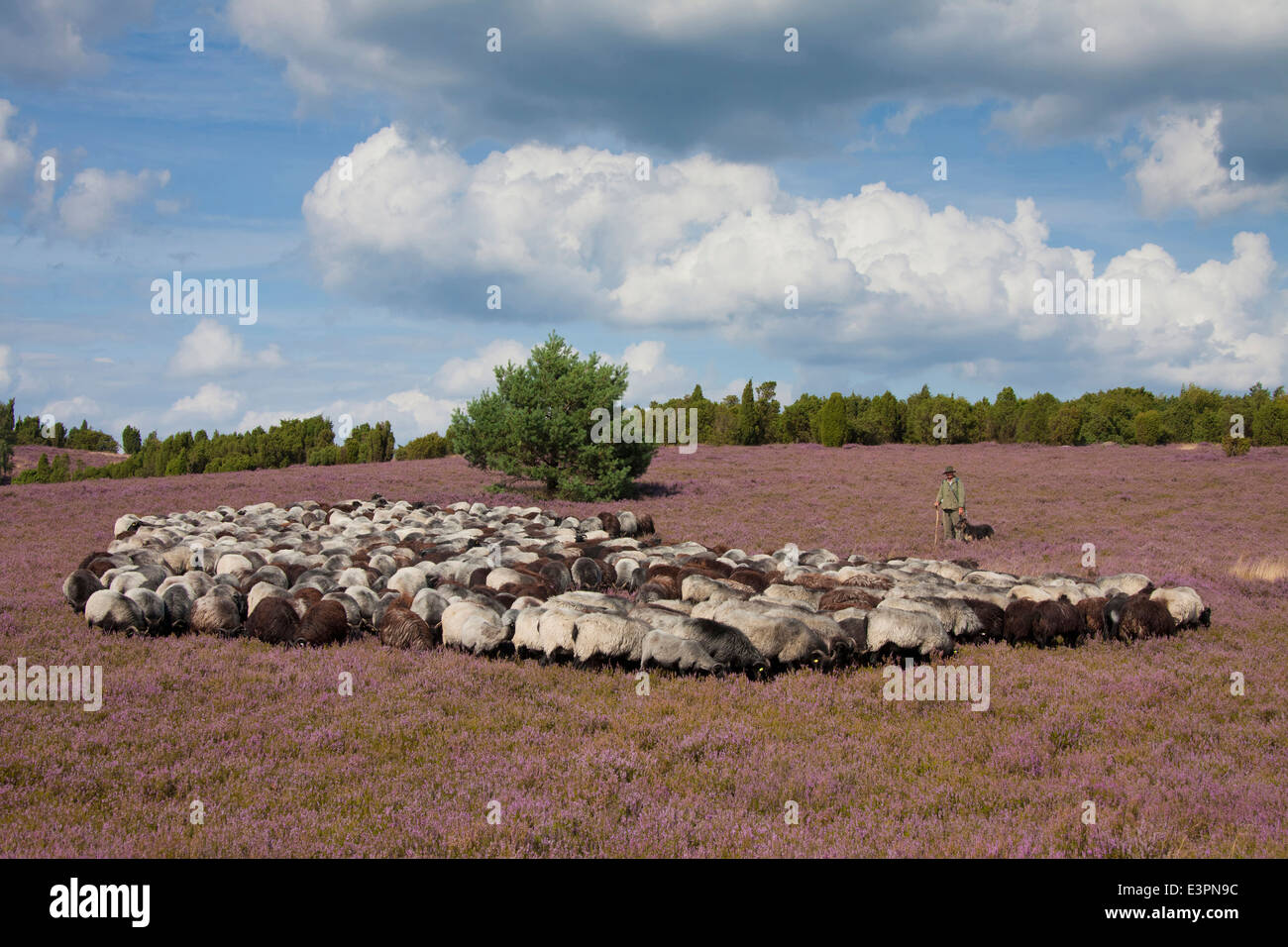 Heidschnucke German Grey Heath Shepherd grazing sheep Lueneburg Heath ...