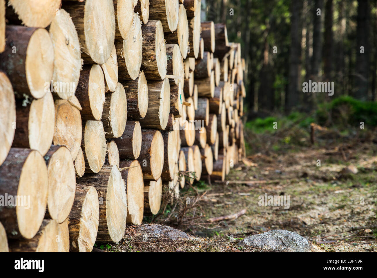 Pine logs hi-res stock photography and images - Alamy