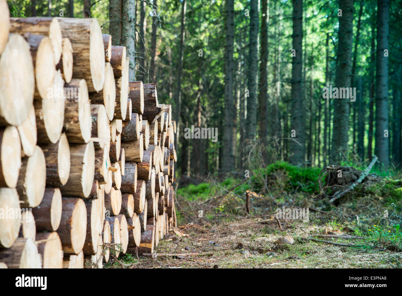 Pine logs hi-res stock photography and images - Alamy