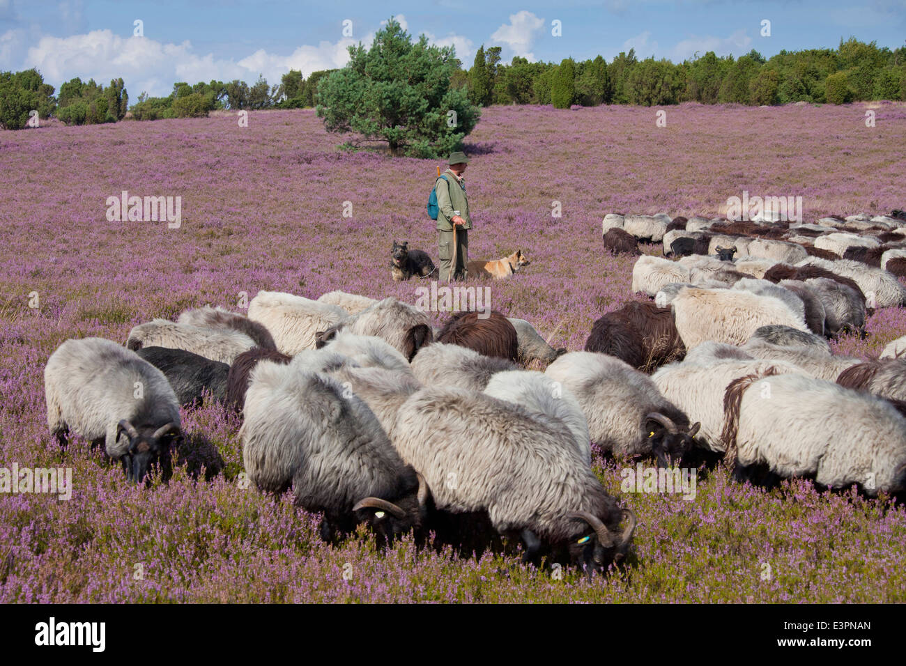 German grey heath sheep hi-res stock photography and images - Alamy