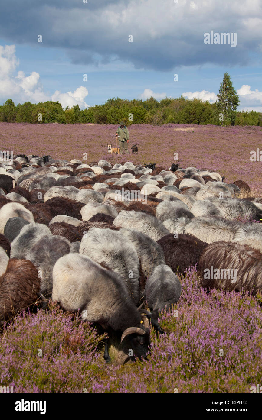 Heidschnucke German Grey Heath Shepherd grazing sheep Lueneburg Heath ...
