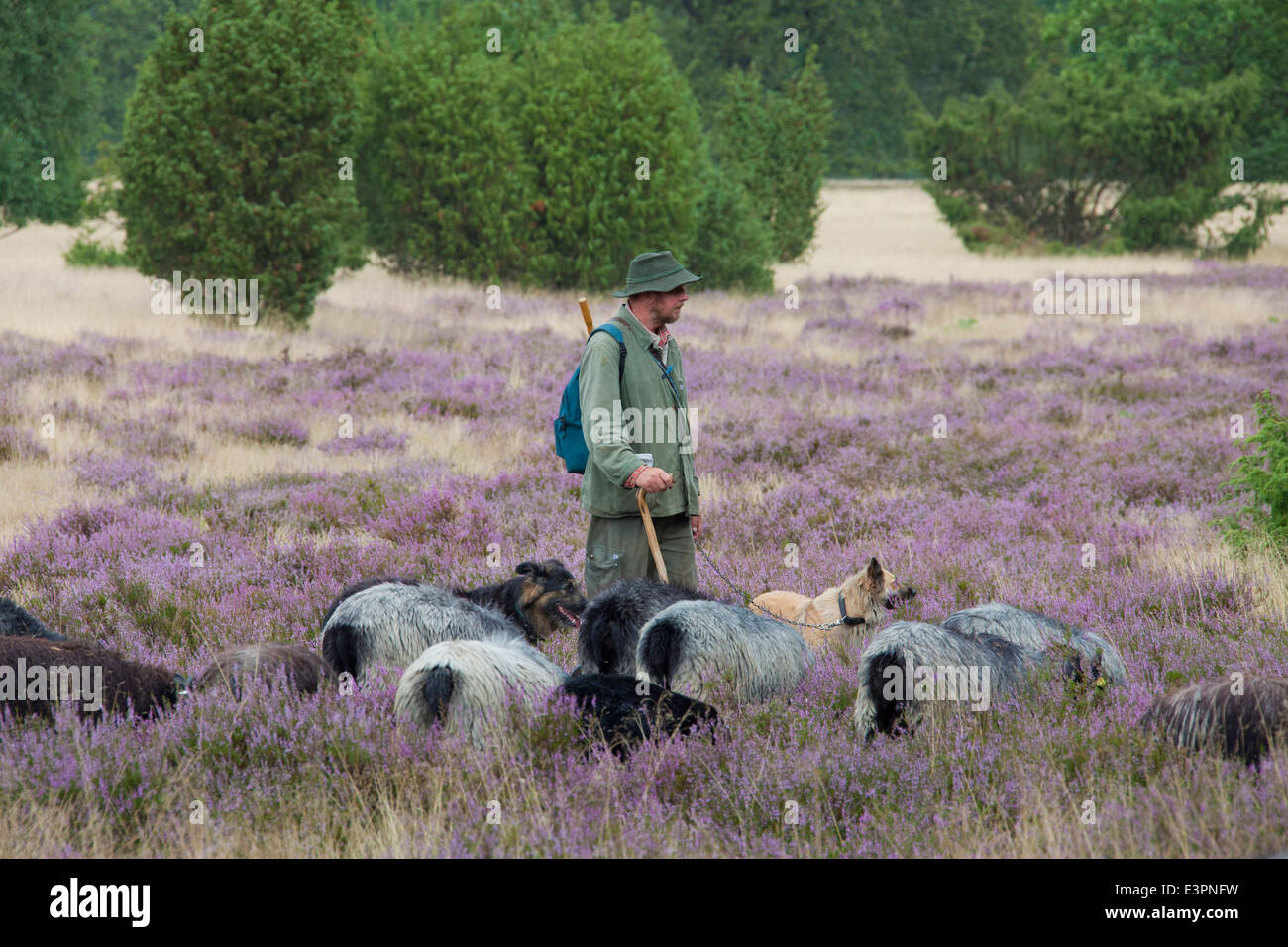 Heidschnucke German Grey Heath Shepherd dogs and sheep Lueneburg Heath ...