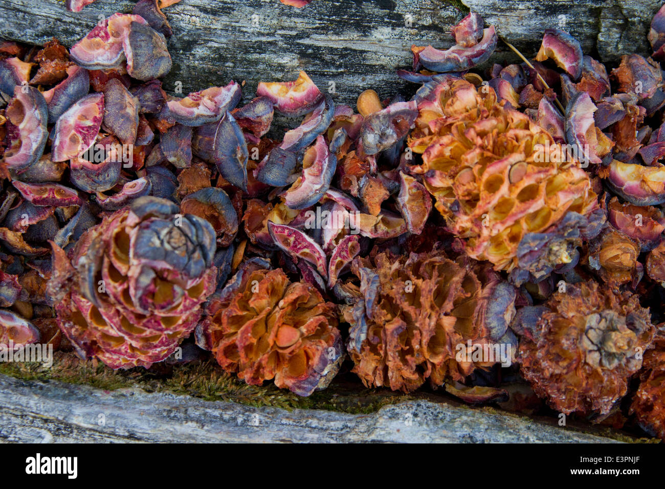 Eurasian nutcracker hi-res stock photography and images - Alamy