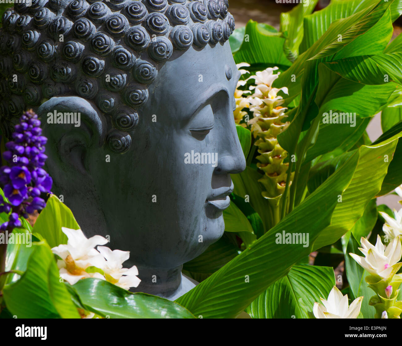 Dichorisandra thyrsifolia hi-res stock photography and images - Alamy