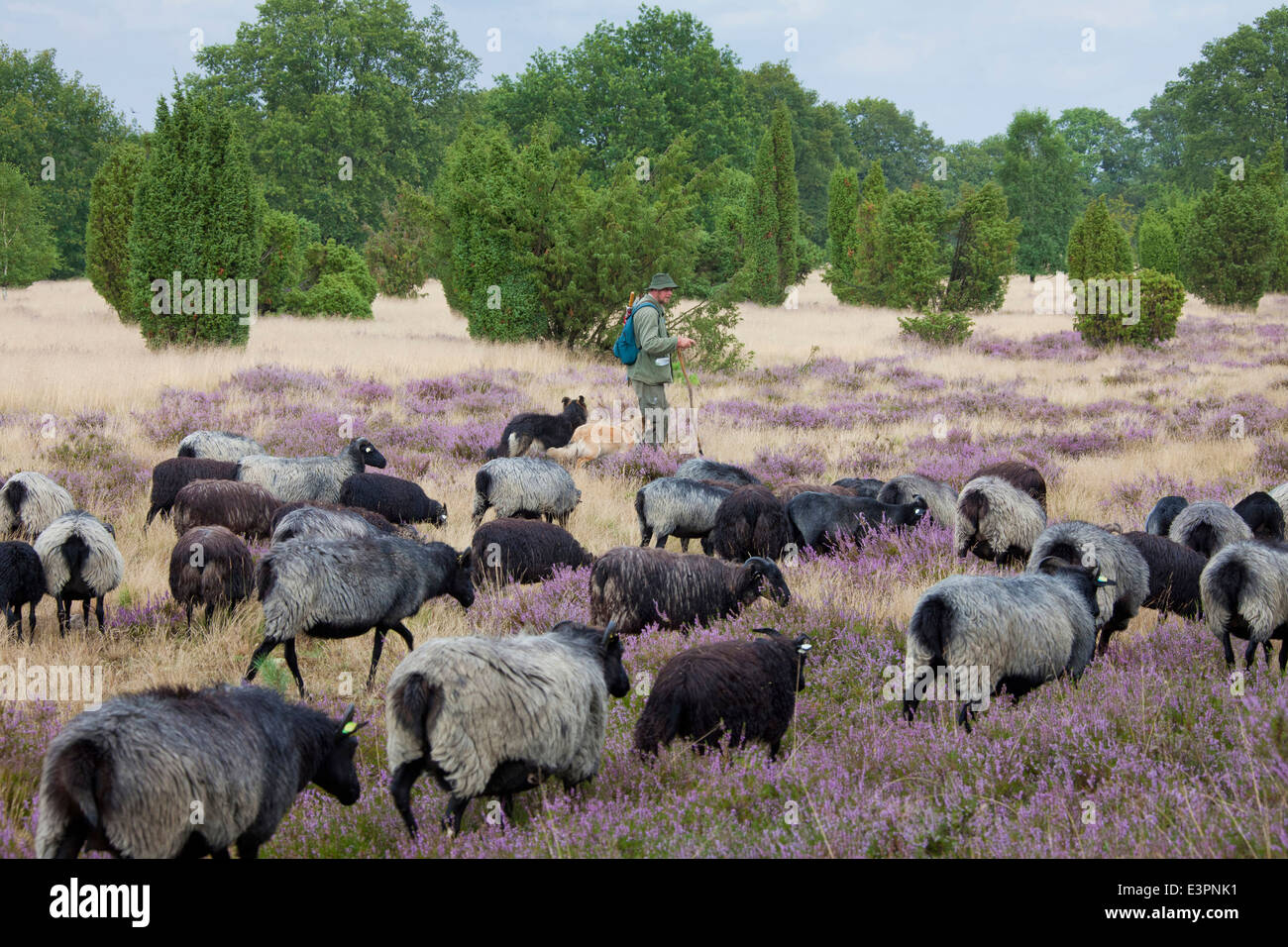 Heidschnucke German Grey Heath Shepherd dogs and sheep Lueneburg Heath ...
