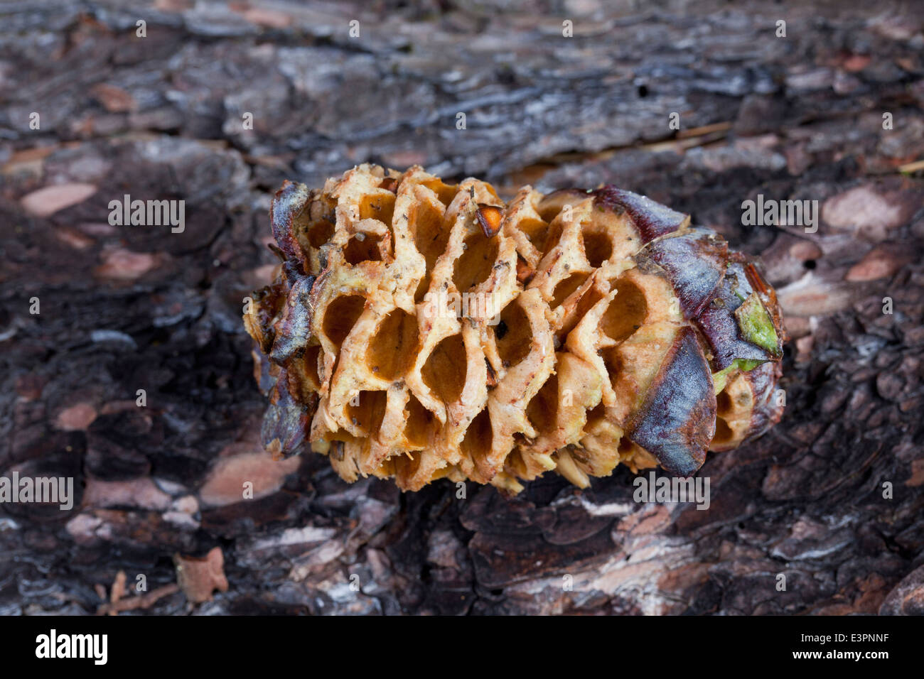 Swiss Pine (Pinus cembra). Cone opened by Eurasian Nutcracker ...