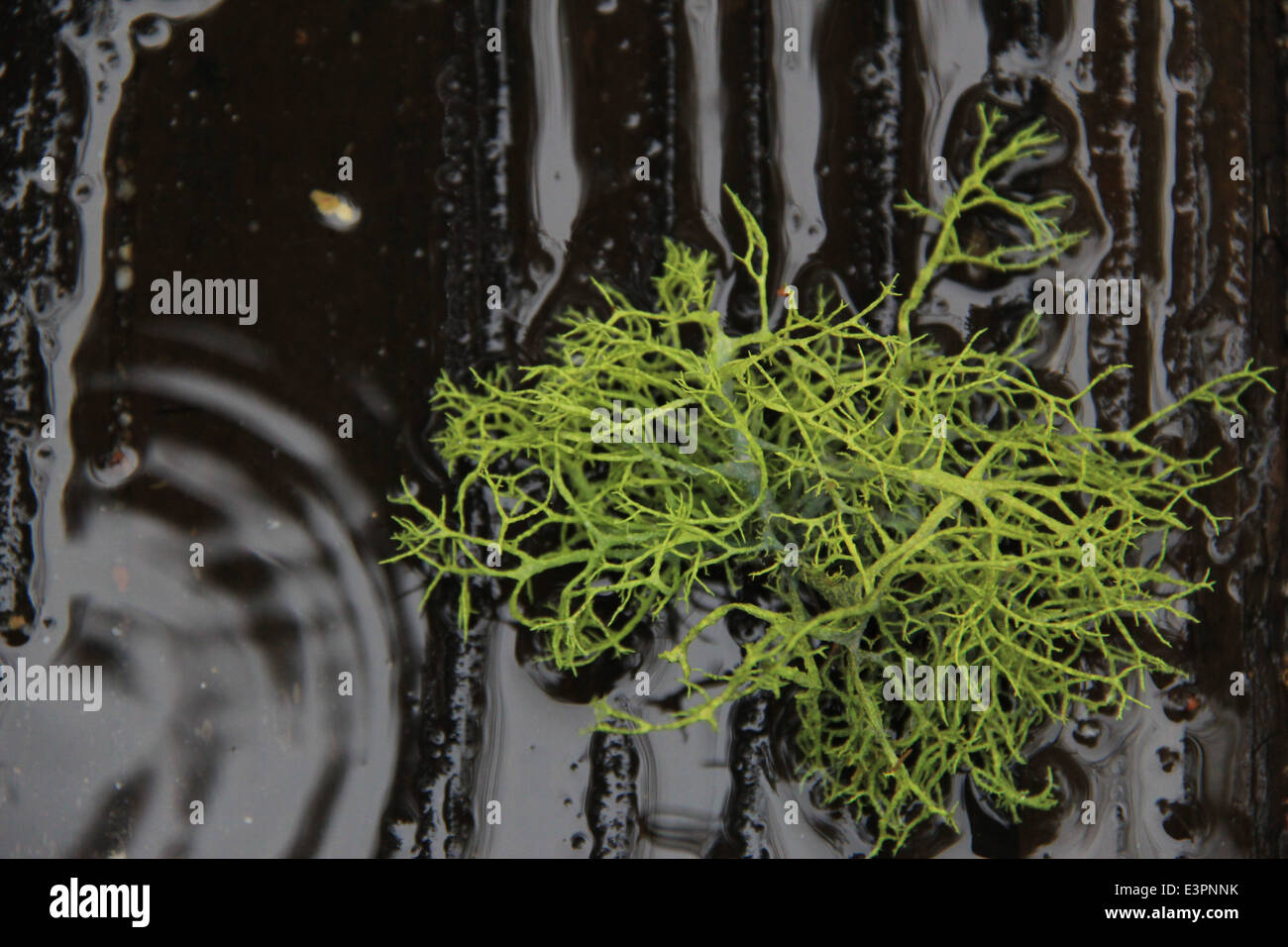 Floating moss hi-res stock photography and images - Alamy