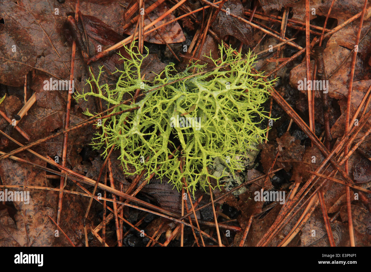 Desert Moss on pine needles Stock Photo - Alamy