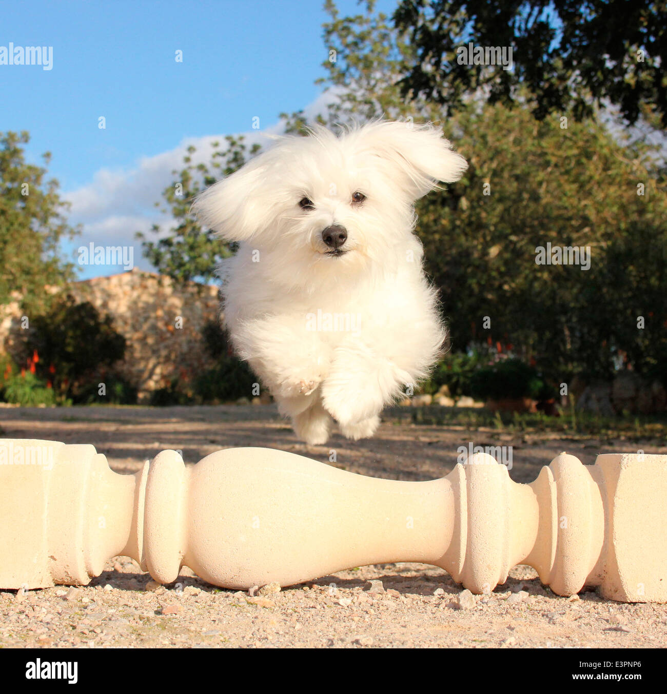 Maltese jumping column lying ground Spain Stock Photo - Alamy