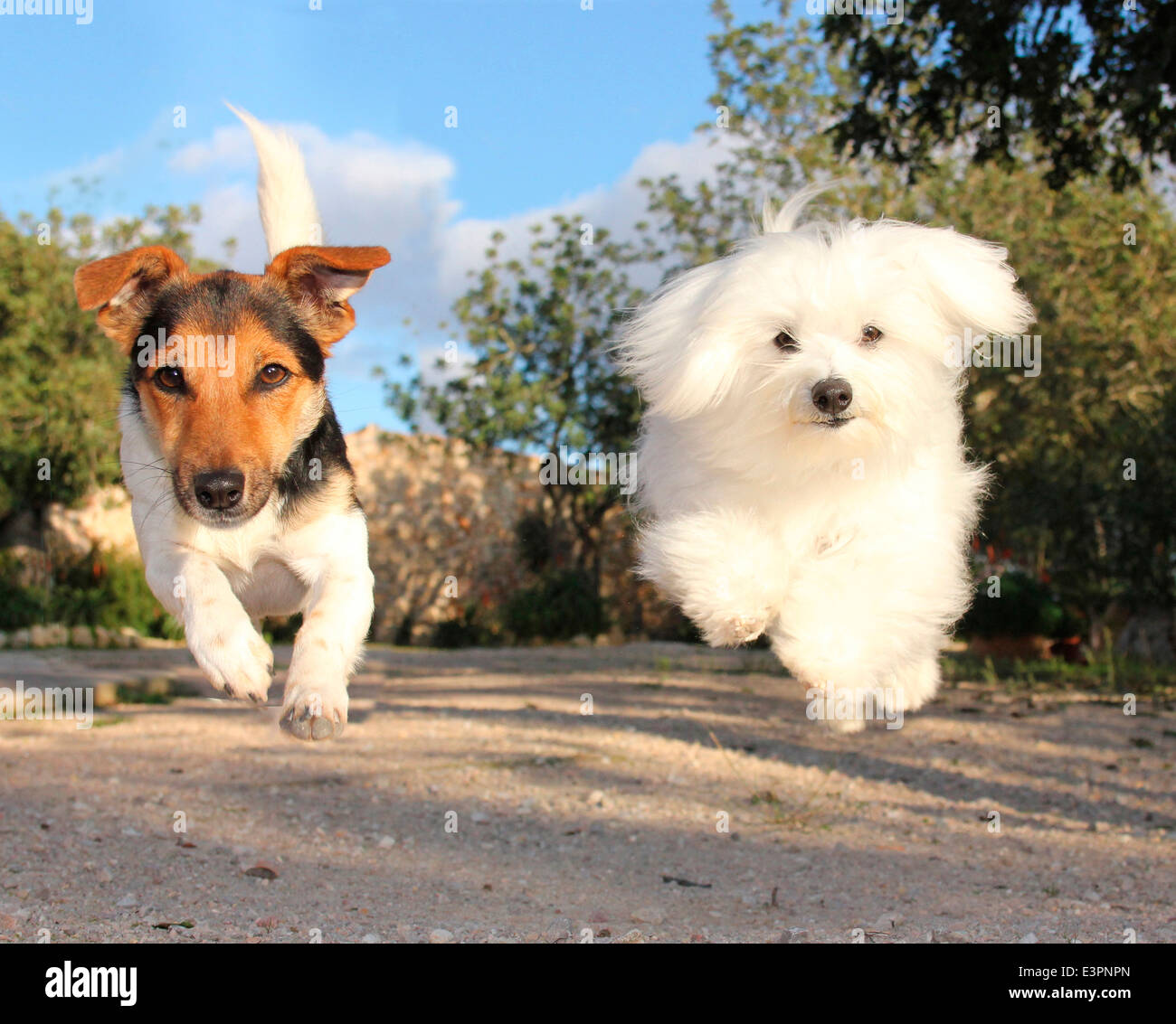 Jack Russell Terrier Maltese running towards camera Spain Stock Photo ...
