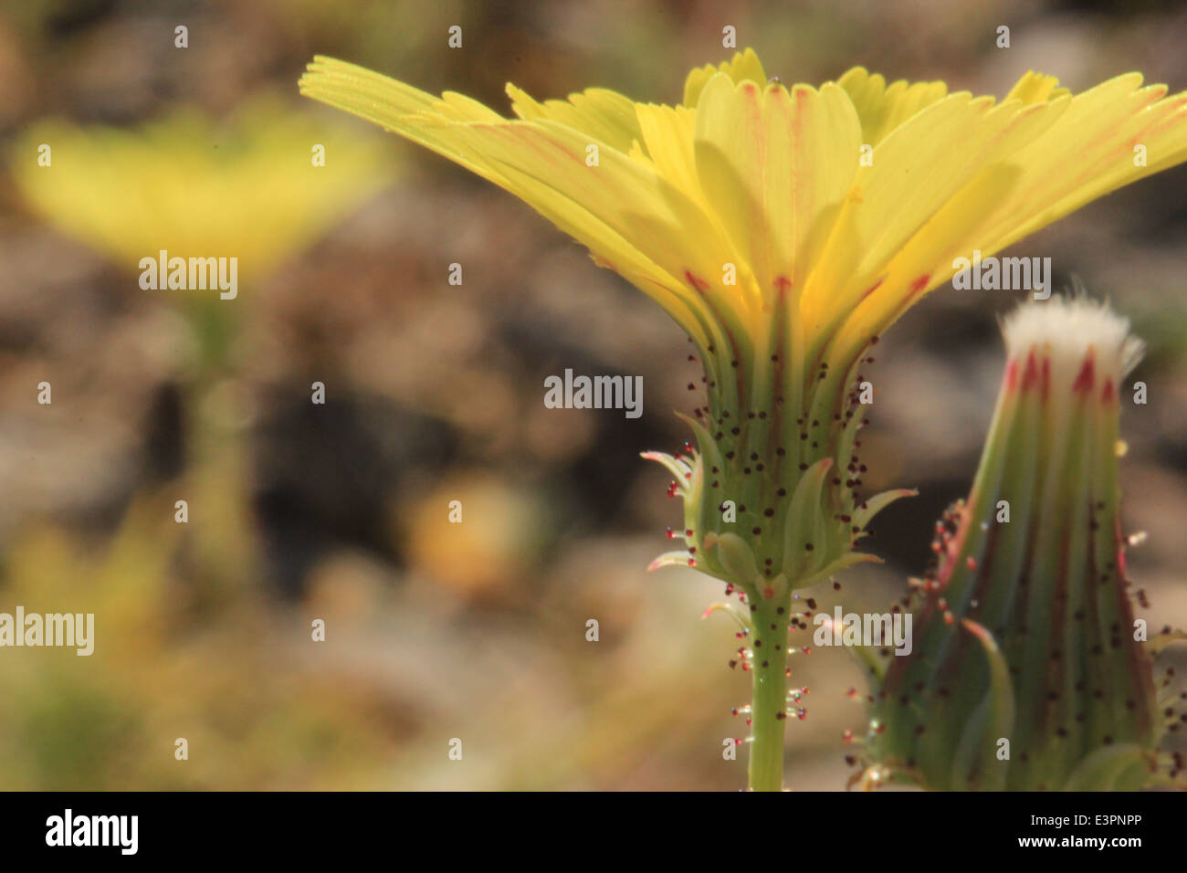 Desert Dandelion in Death Valley USA Stock Photo - Alamy