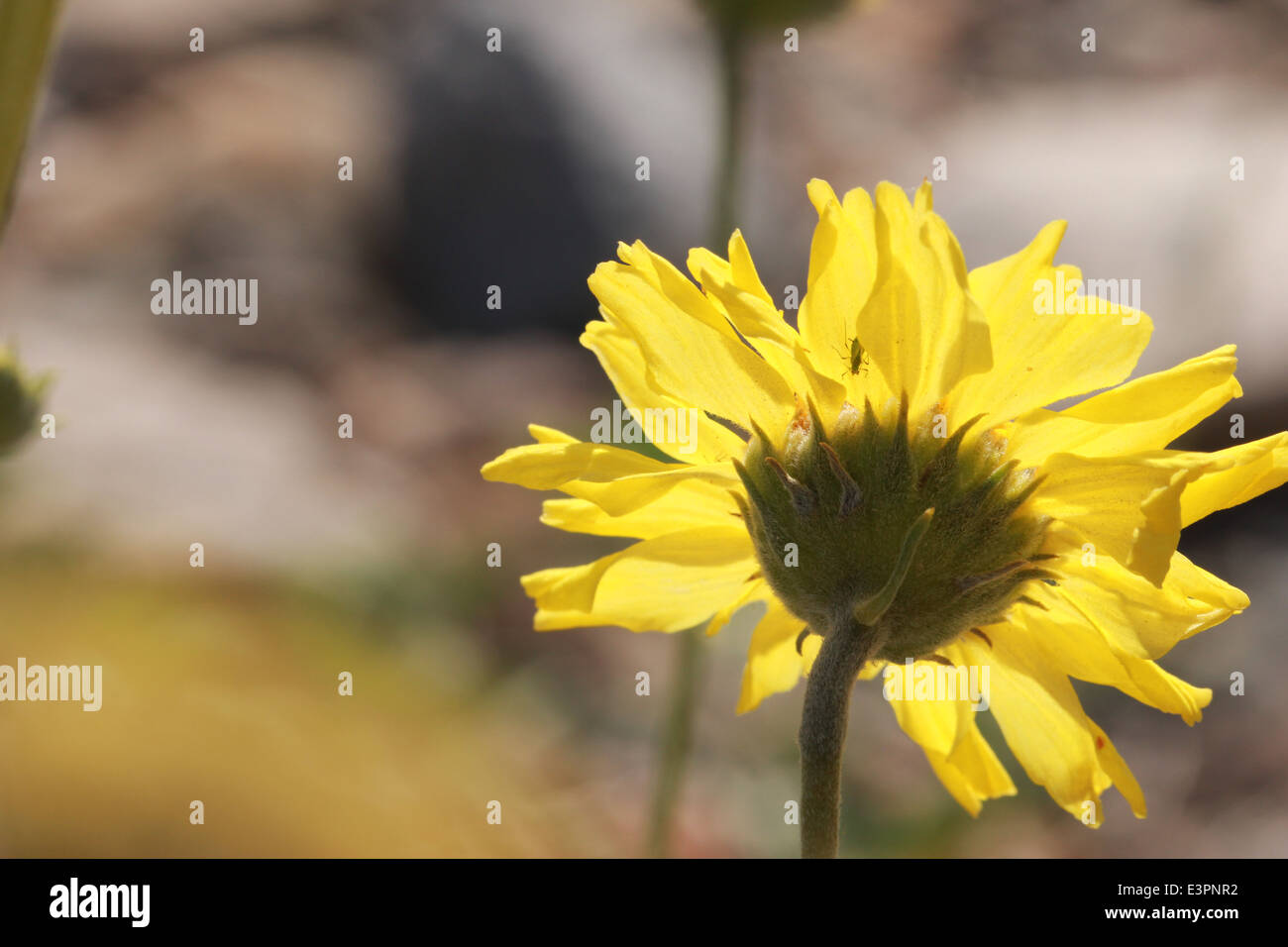 Desert Dandelion in Death Valley USA Stock Photo - Alamy