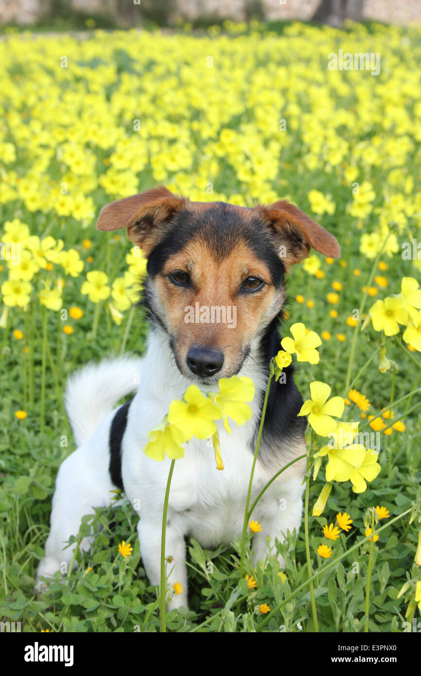 Jack Russell Terrier standing amidst yellow flowers Spain Stock Photo ...