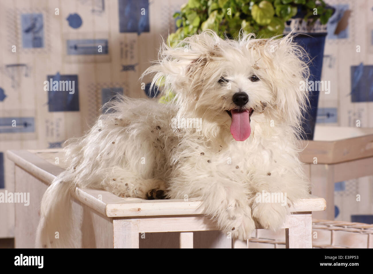 Dirty Maltese burs its fur lying stool Spain Stock Photo - Alamy