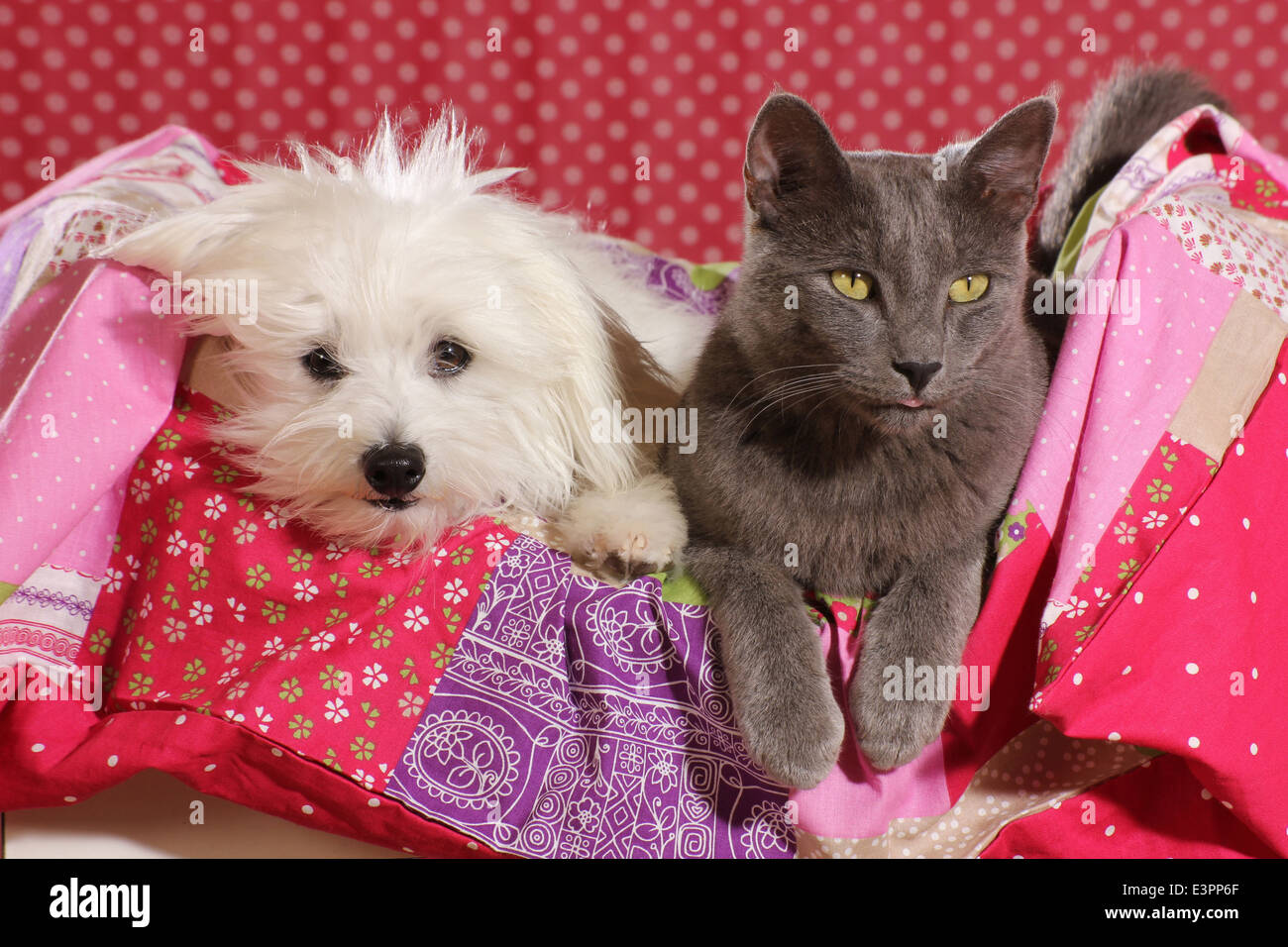 Domestic cat Maltese blue cat colourful blanket Spain Stock Photo - Alamy