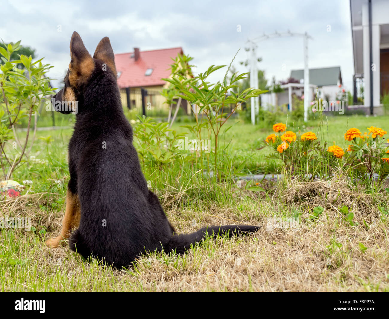 German shepherd puppy charging outside in the house backyard Stock ...