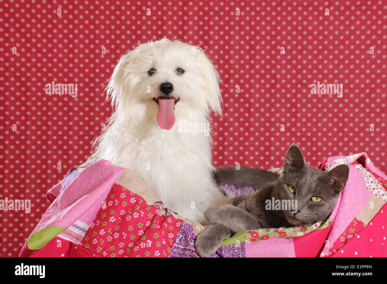 Domestic cat Maltese blue cat colourful blanket Spain Stock Photo - Alamy