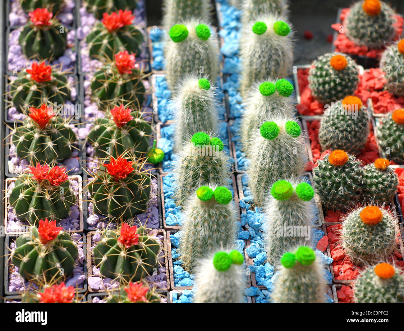 small colorful cacti with flowers Stock Photo - Alamy