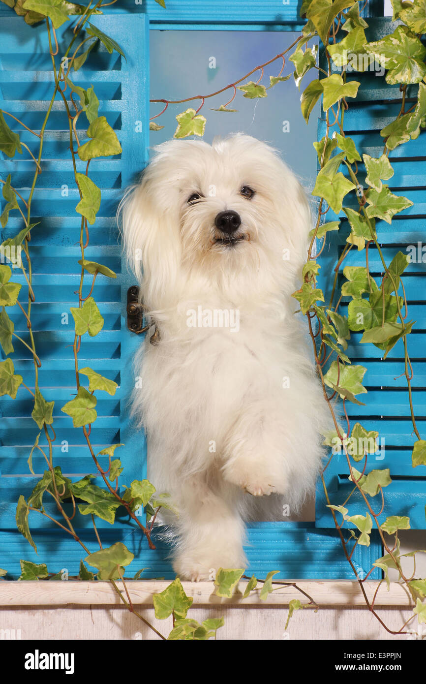 Maltese dog standing window blue shutters Spain Stock Photo - Alamy