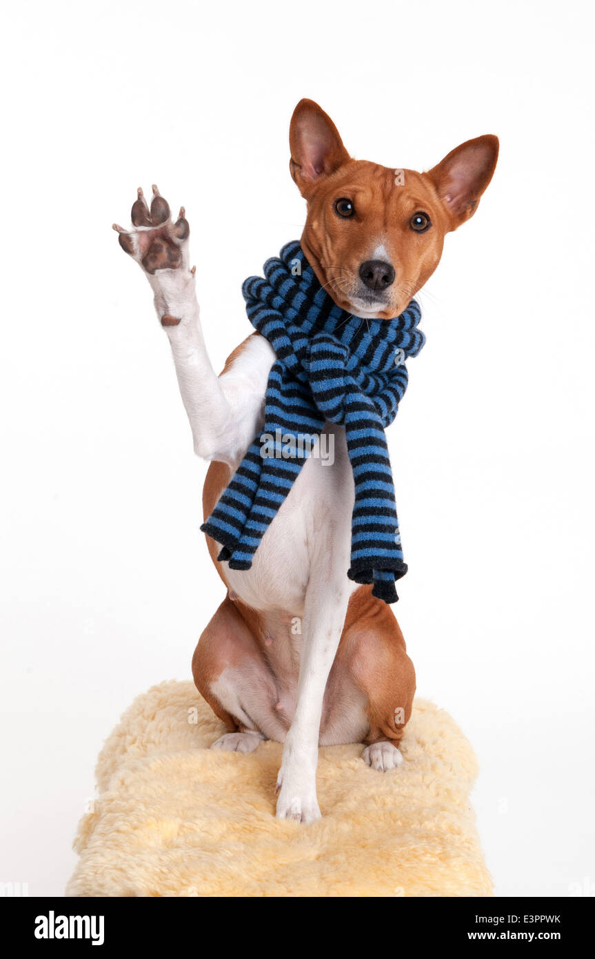 Basenji Bitch wearing knit scarf sitting sheep skin one front leg ...