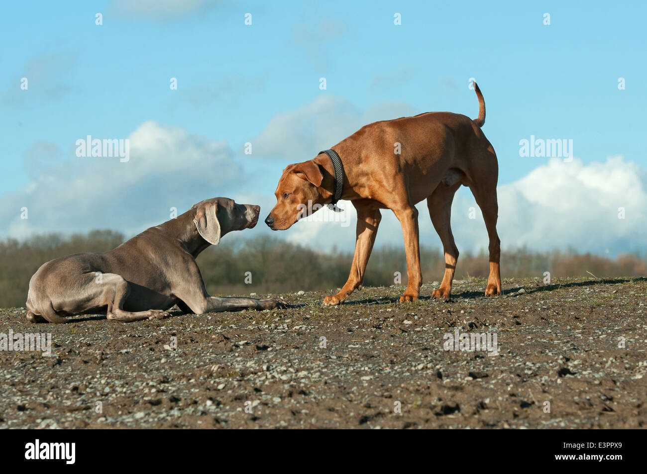 Weimaraner and rhodesian ridgeback hi-res stock photography and images ...