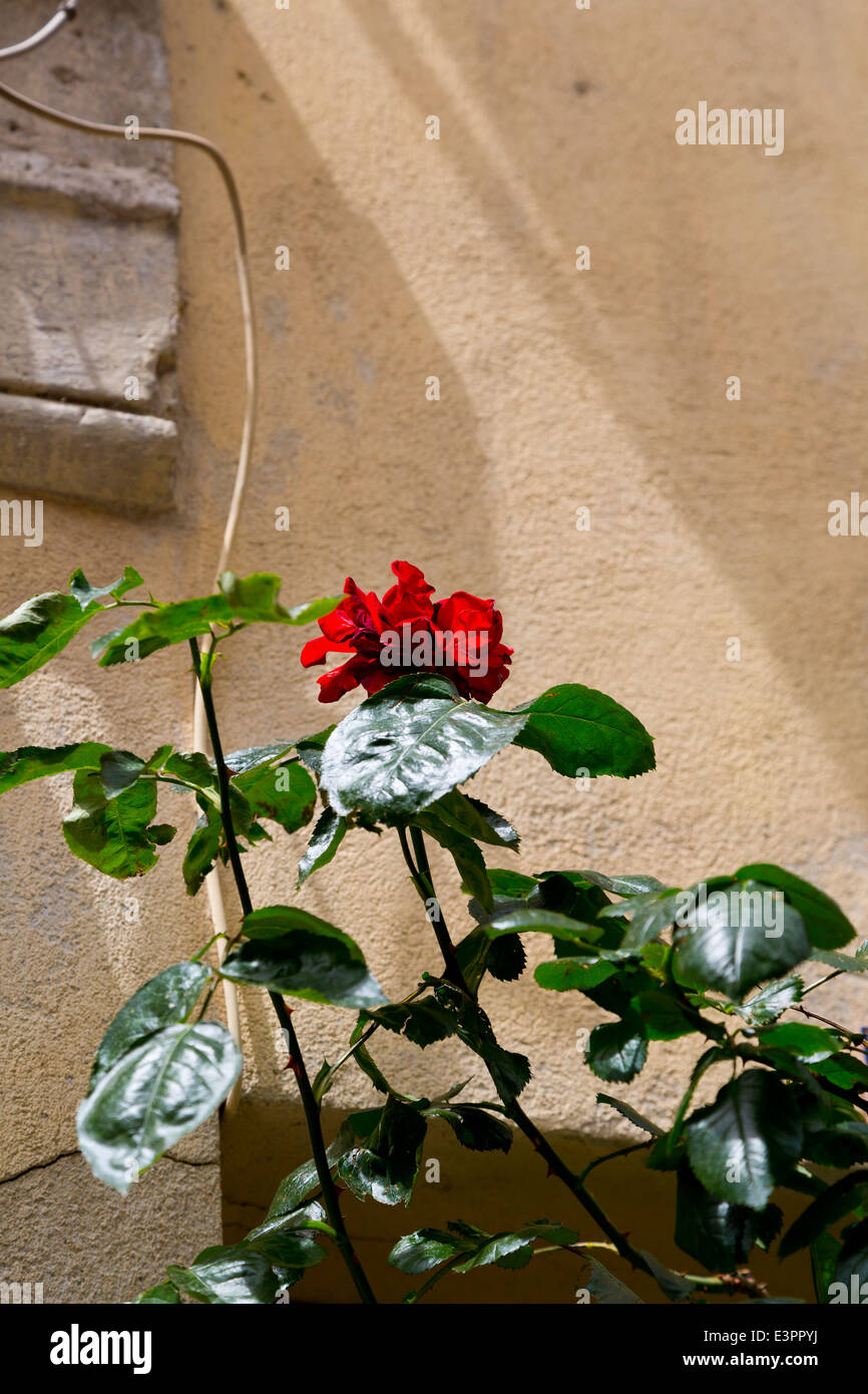 Rose of provence hi-res stock photography and images - Alamy