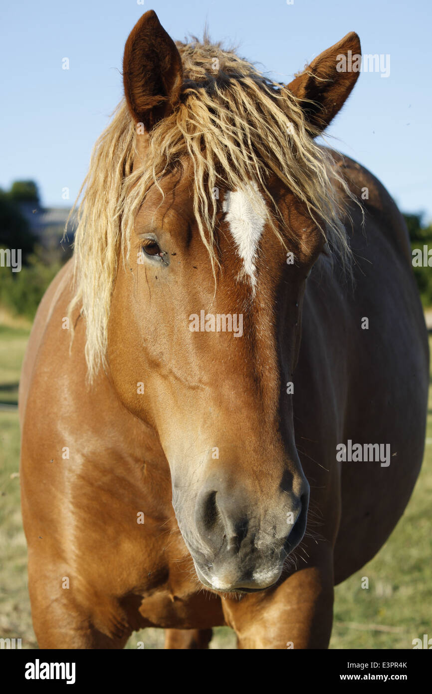 Comtois horse hi-res stock photography and images - Alamy