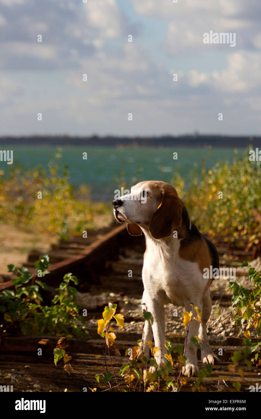 Beagle Adult dog disused railway track Germany Stock Photo - Alamy