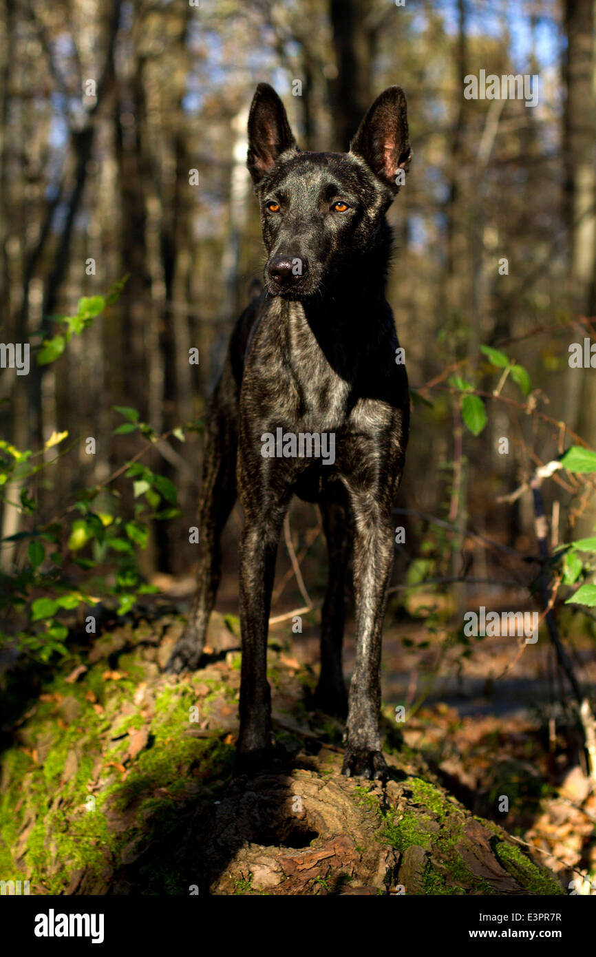 Dutch shepherd standing hi-res stock photography and images - Alamy