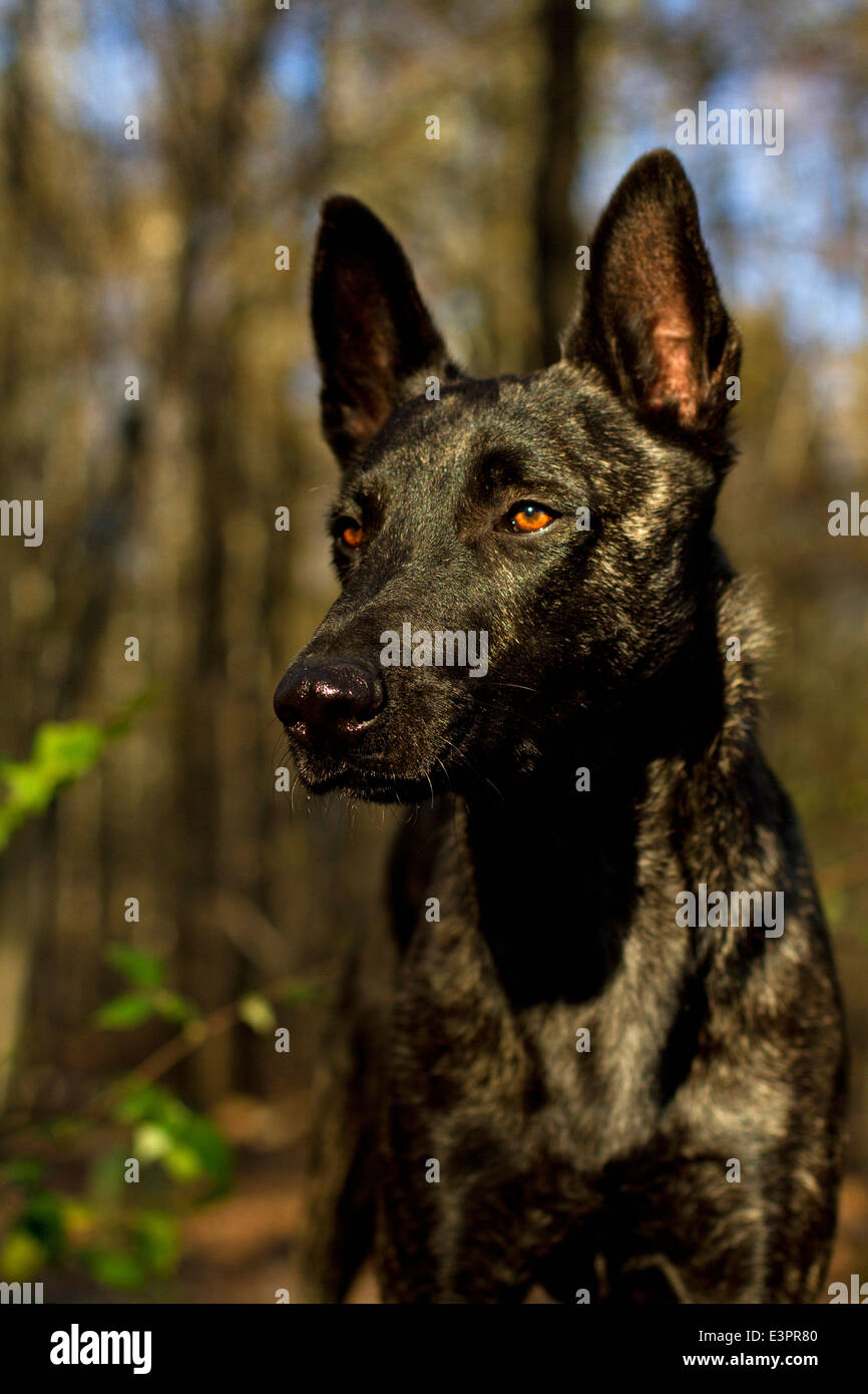 Dutch Shepherd Dog Portrait adult dog Germany Stock Photo - Alamy