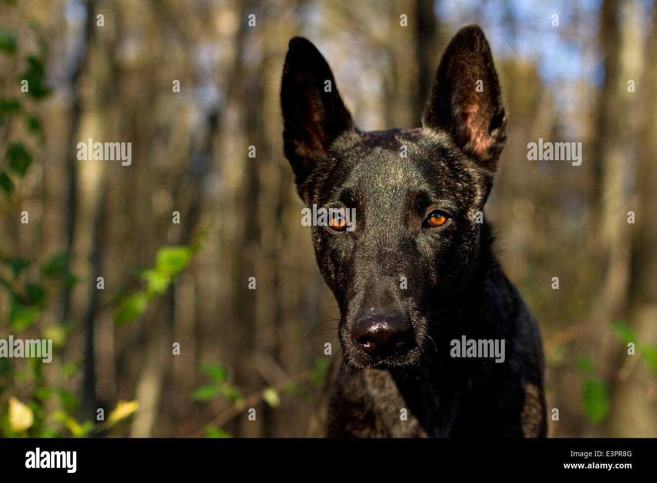 Dutch Shepherd Dog Portrait adult dog Germany Stock Photo - Alamy