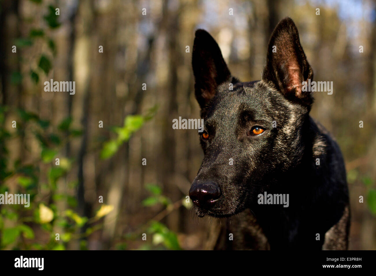 Dutch Shepherd Dog Portrait adult dog Germany Stock Photo - Alamy