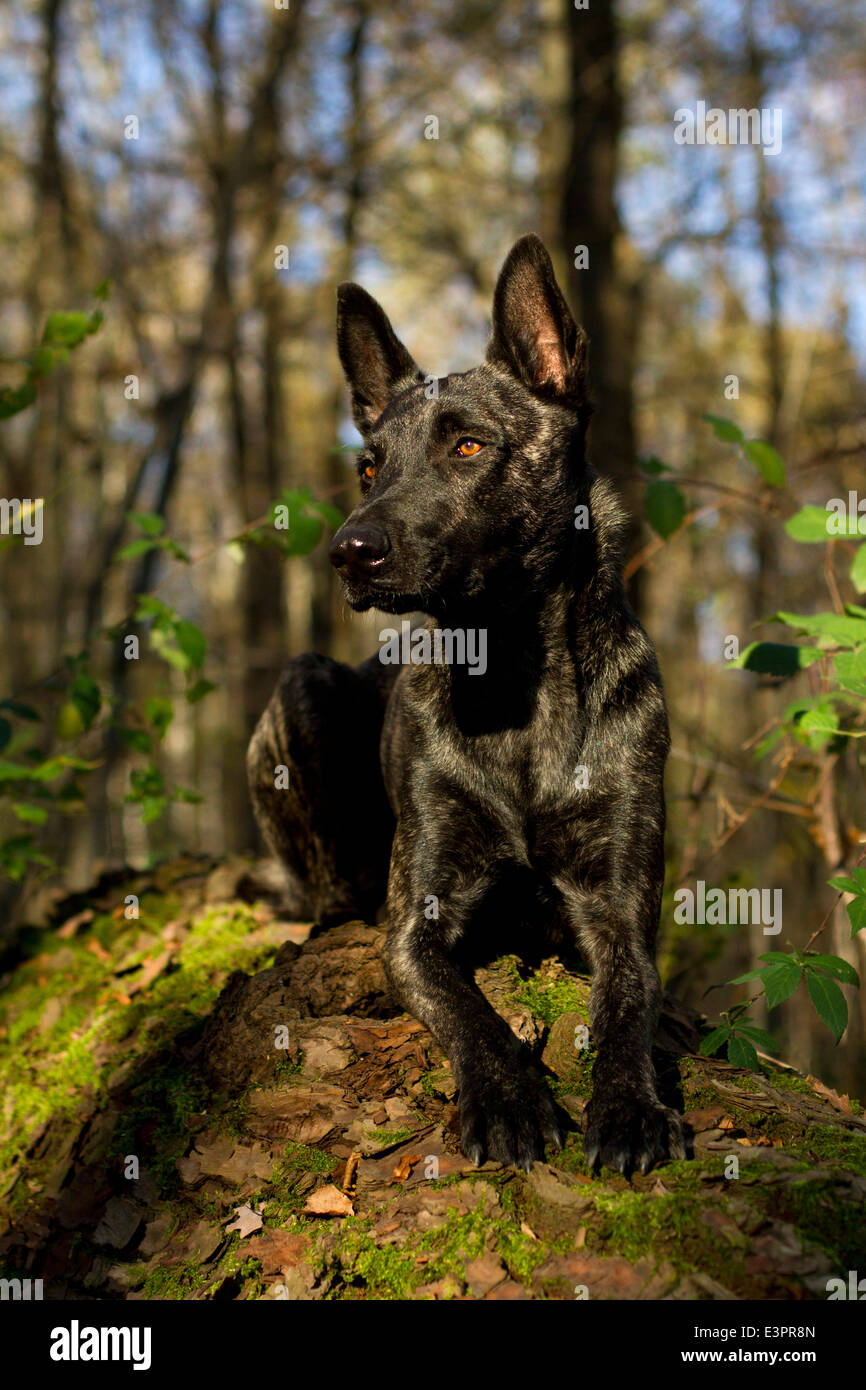 Dutch shepherd forest hi-res stock photography and images - Alamy