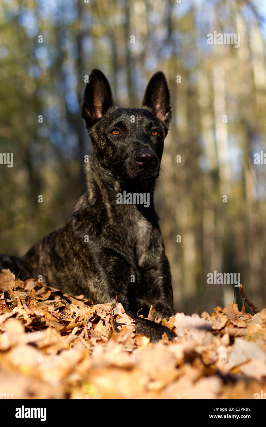 Dutch shepherd forest hi-res stock photography and images - Alamy