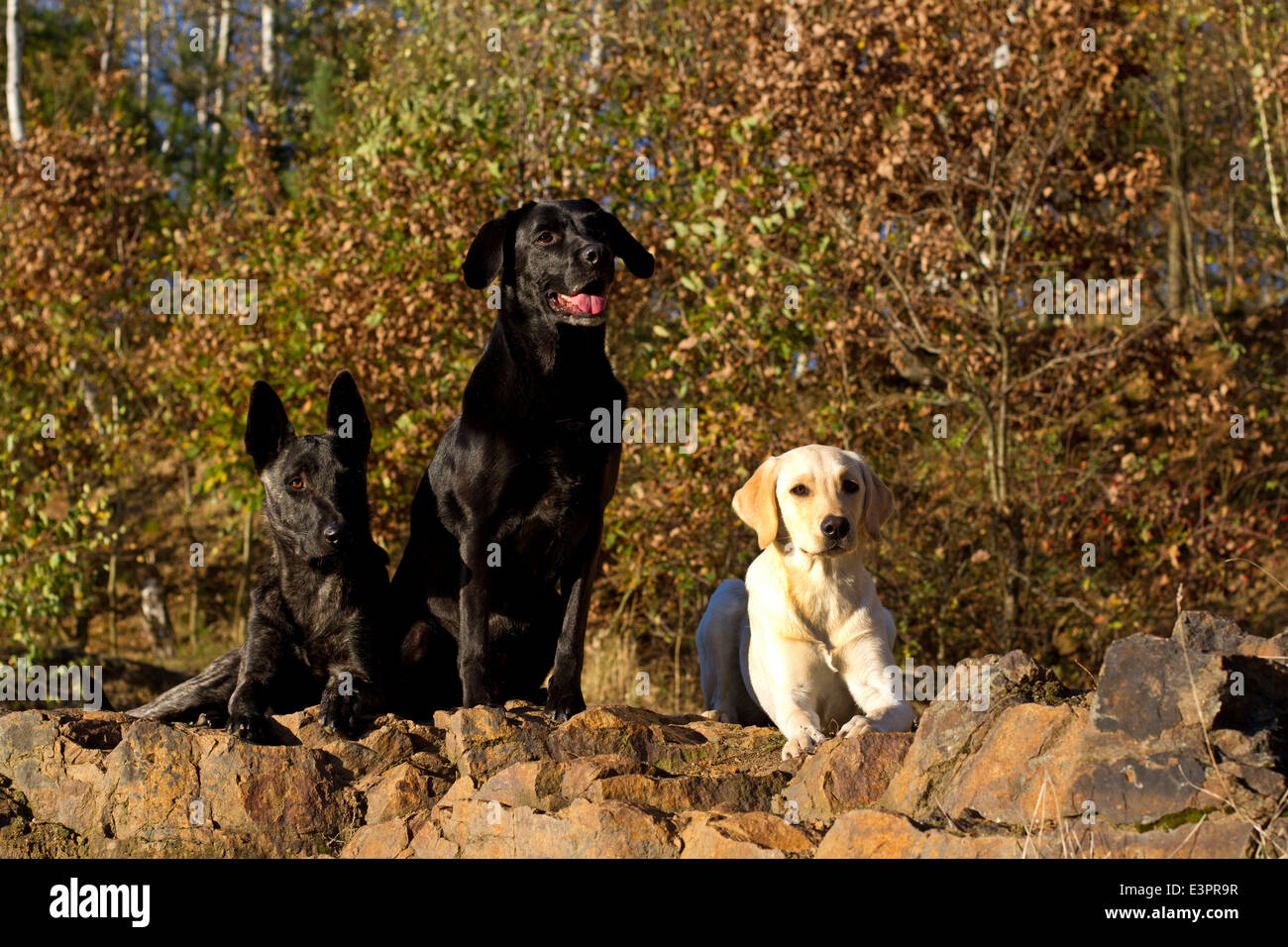 Dutch Shepherd Dog pair Labrador Retriever sitting next to each other ...