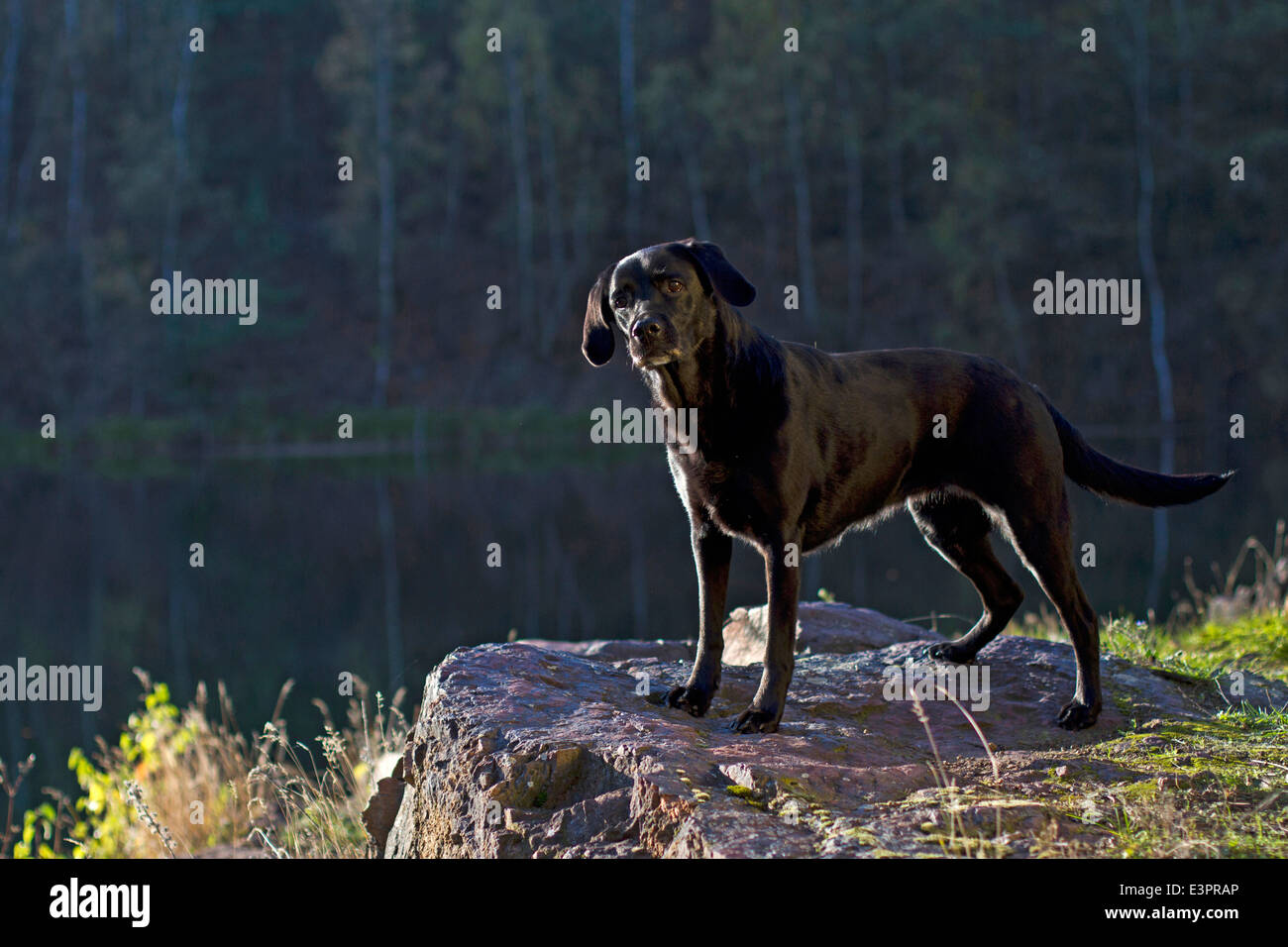 Black Labrador Retriever Adult dog standing rock forest Germany Stock ...