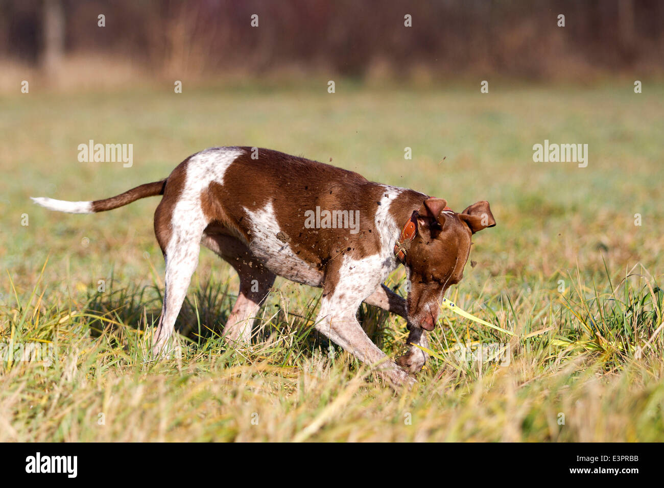 Mixed-breed dog digging Germany Stock Photo - Alamy