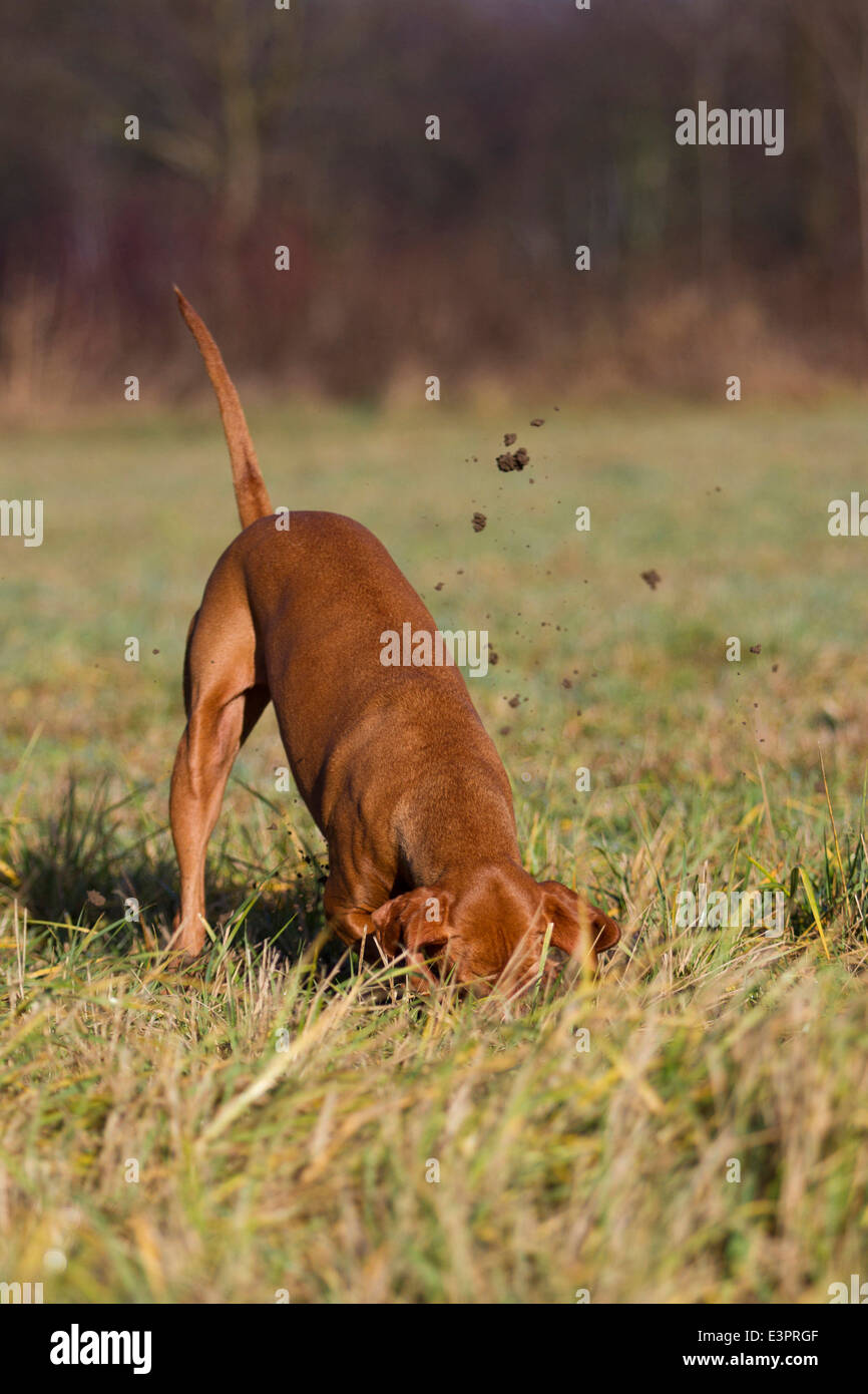 Hungarian Vizsla Adult dog digging Germany Stock Photo - Alamy