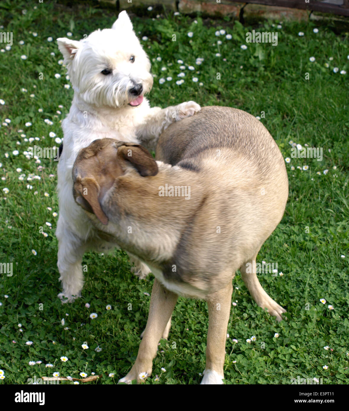 two dogs in a friendly game Stock Photo - Alamy