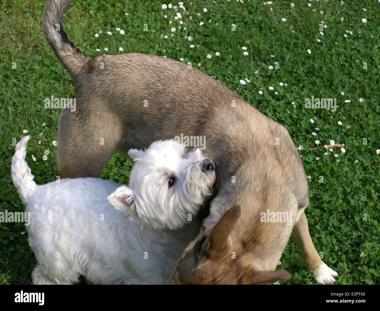 two dogs in a friendly game Stock Photo - Alamy