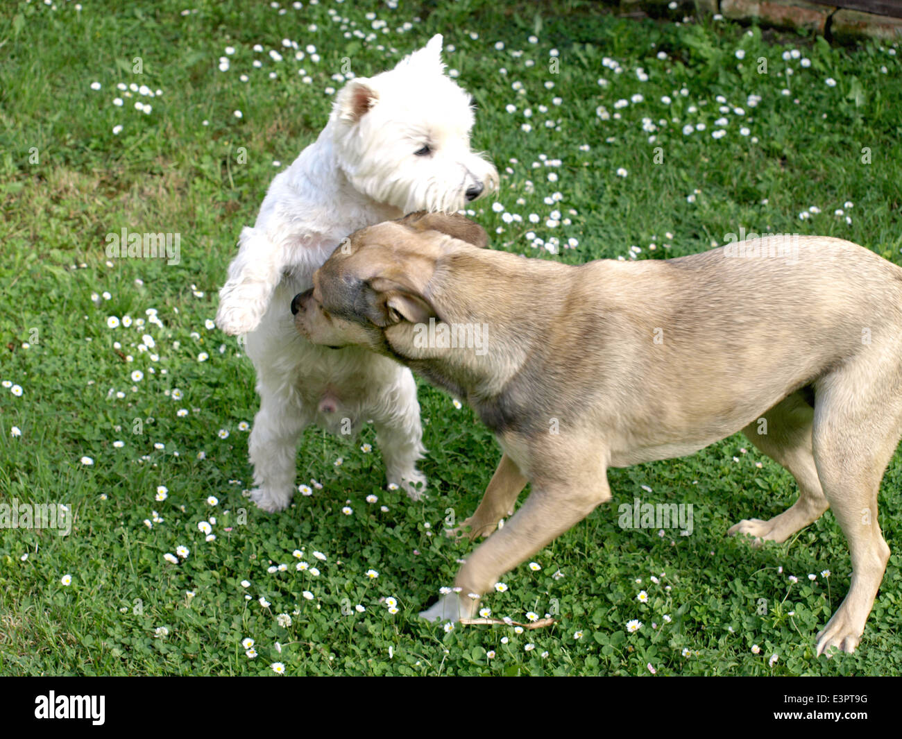 two dogs in a friendly game Stock Photo - Alamy