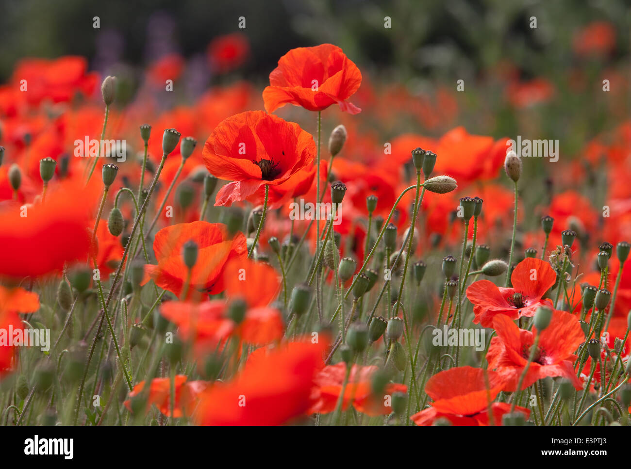Acres of poppies, poppy fields, Norfolk UK Stock Photo - Alamy
