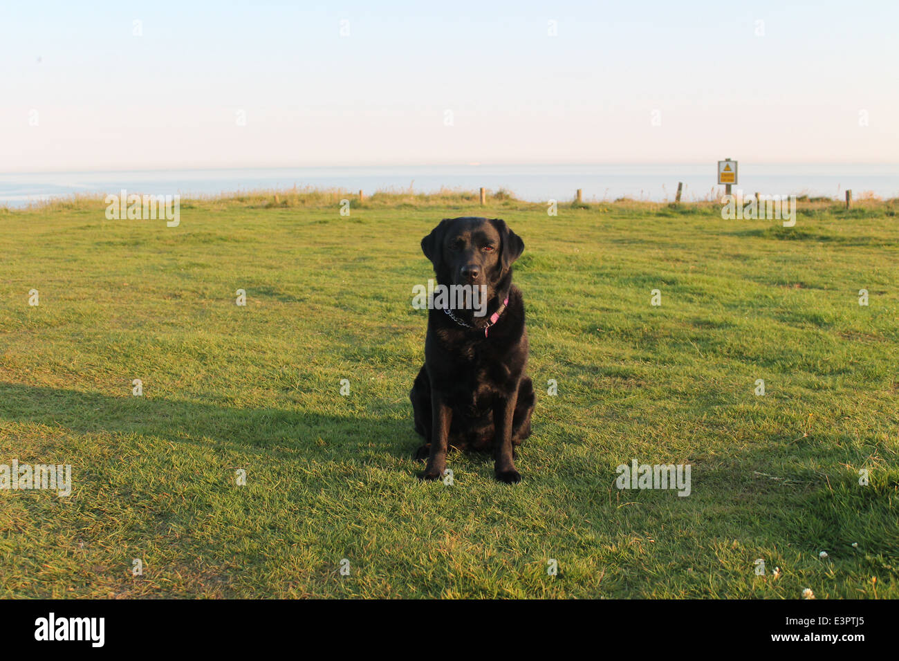 Black Labrador Dog Looking out over the Sea Stock Photo - Alamy
