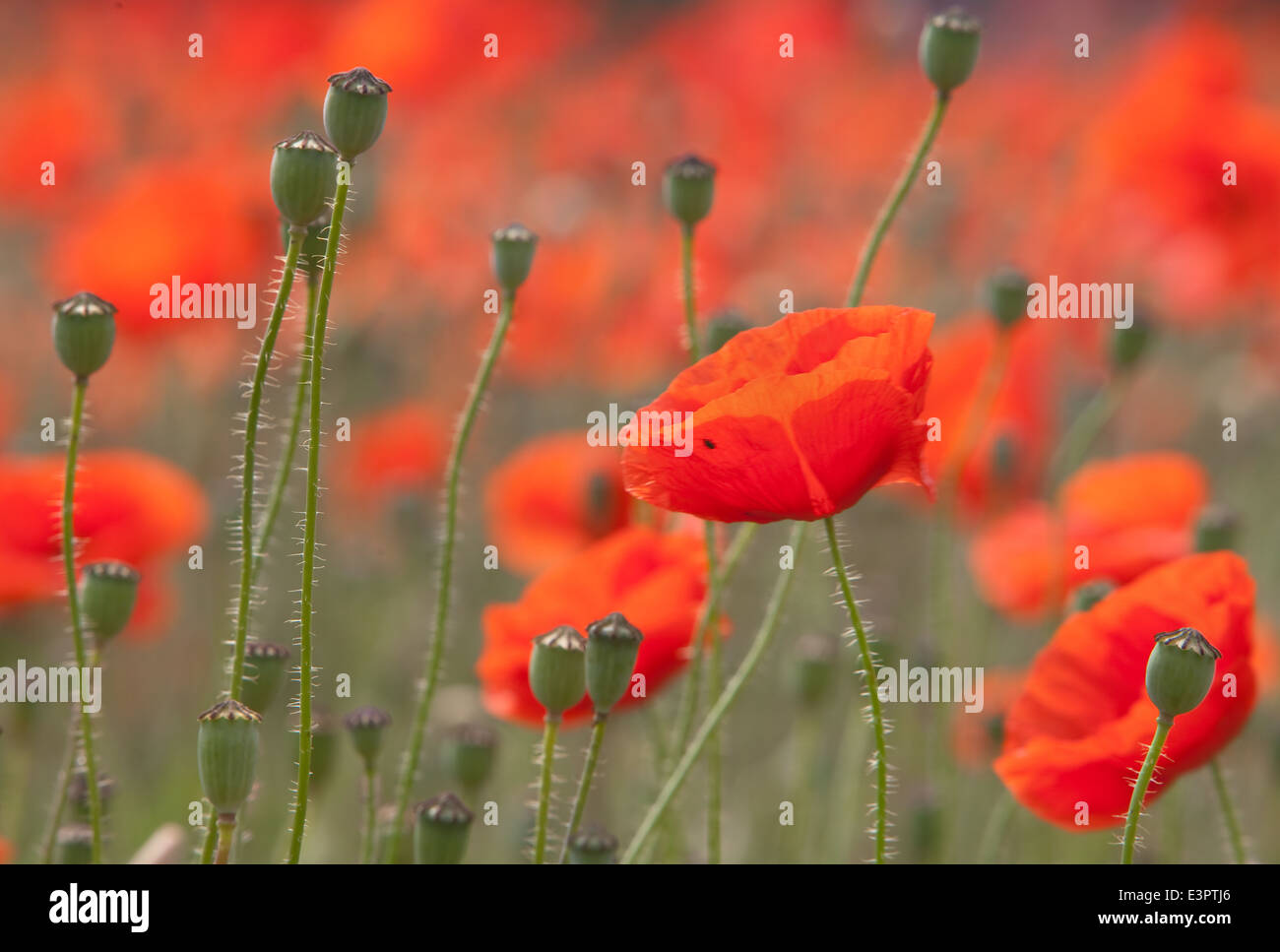Acres of poppies, poppy fields, Norfolk UK Stock Photo - Alamy