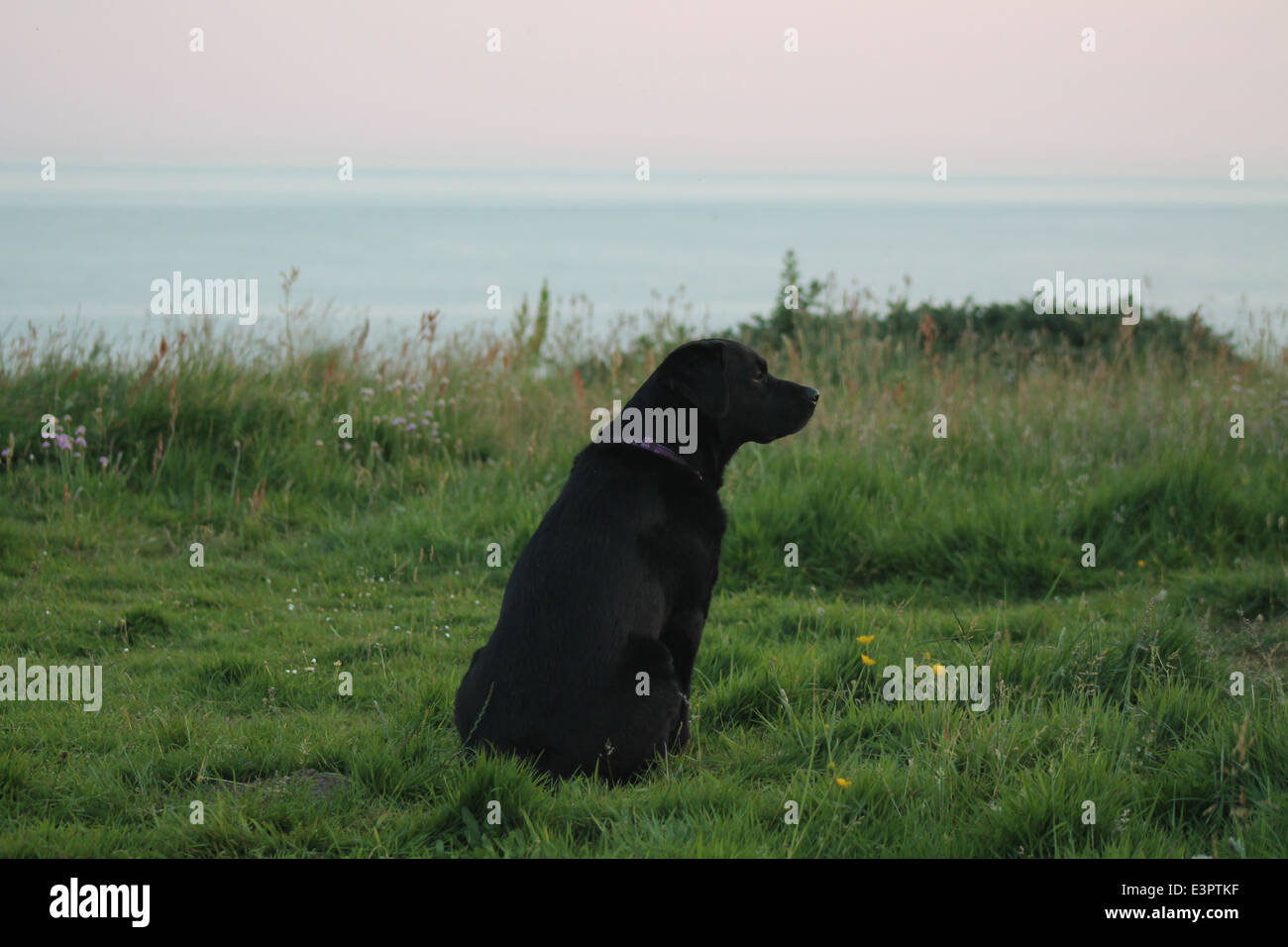 Black labrador looking out hi-res stock photography and images - Alamy