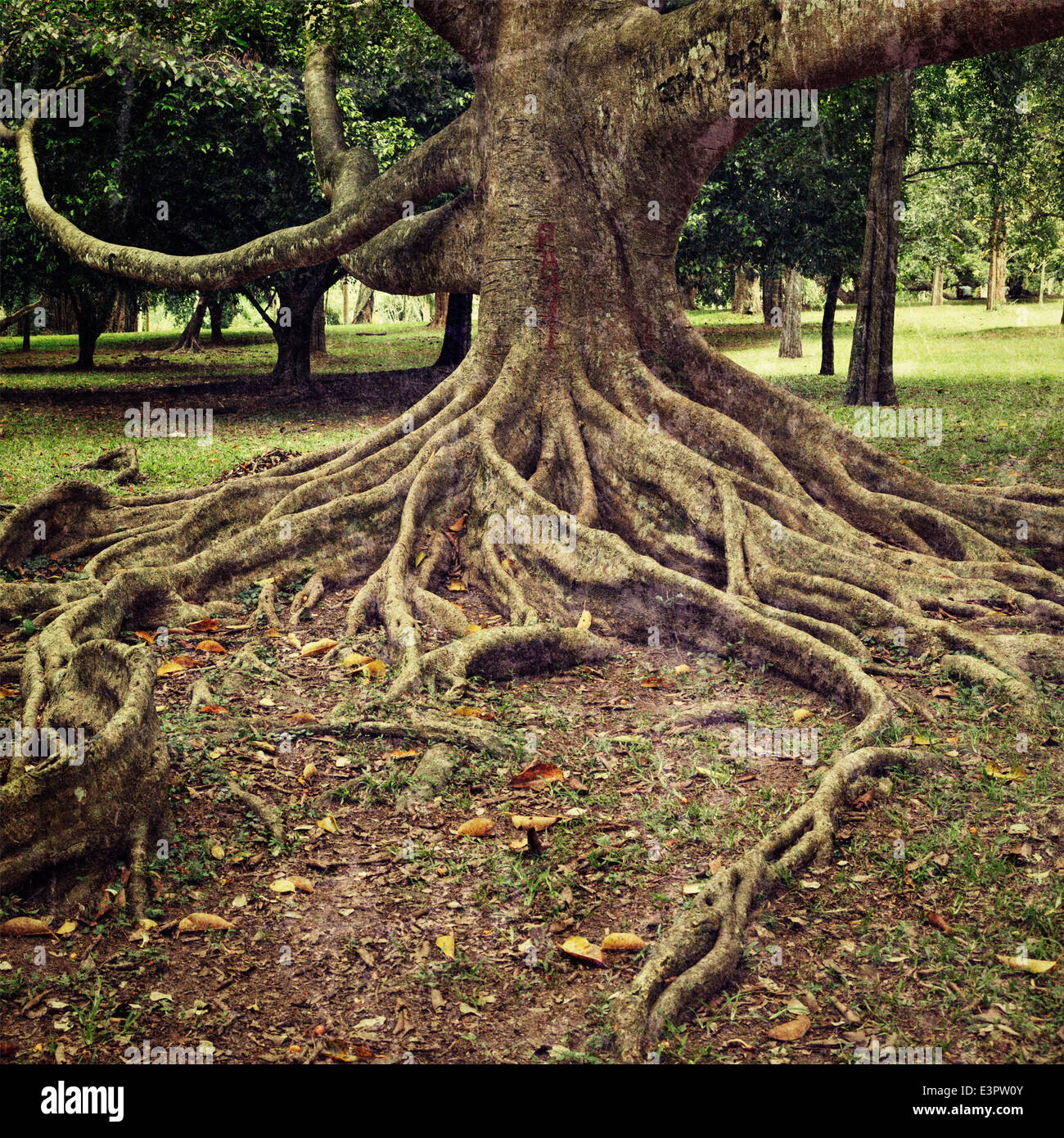 Vintage retro hipster style travel image of tropical tree roots with ...