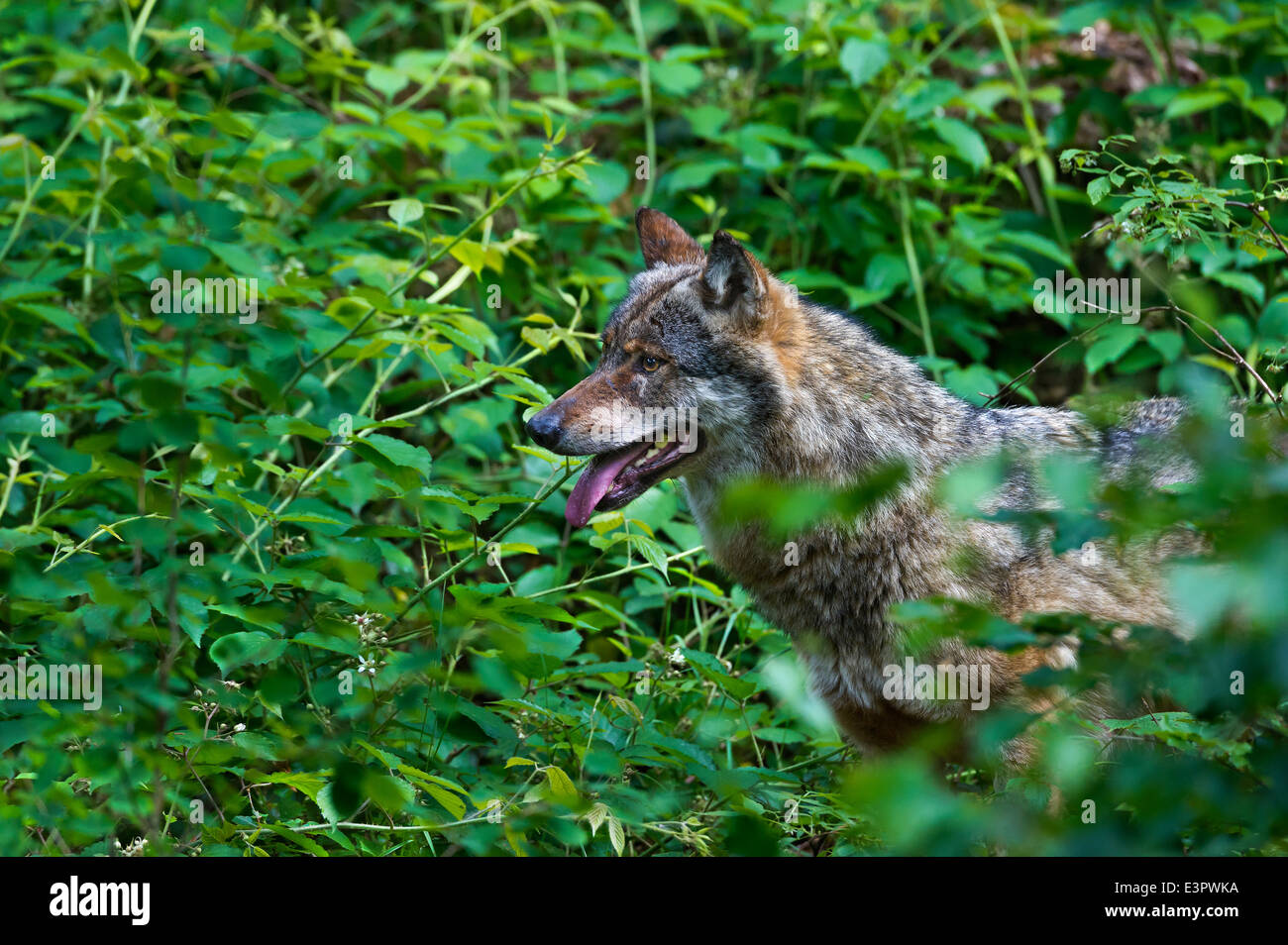Germany, Bavarian forest, Bayerischer Wald NP, Wolf, Canis lupus Stock ...