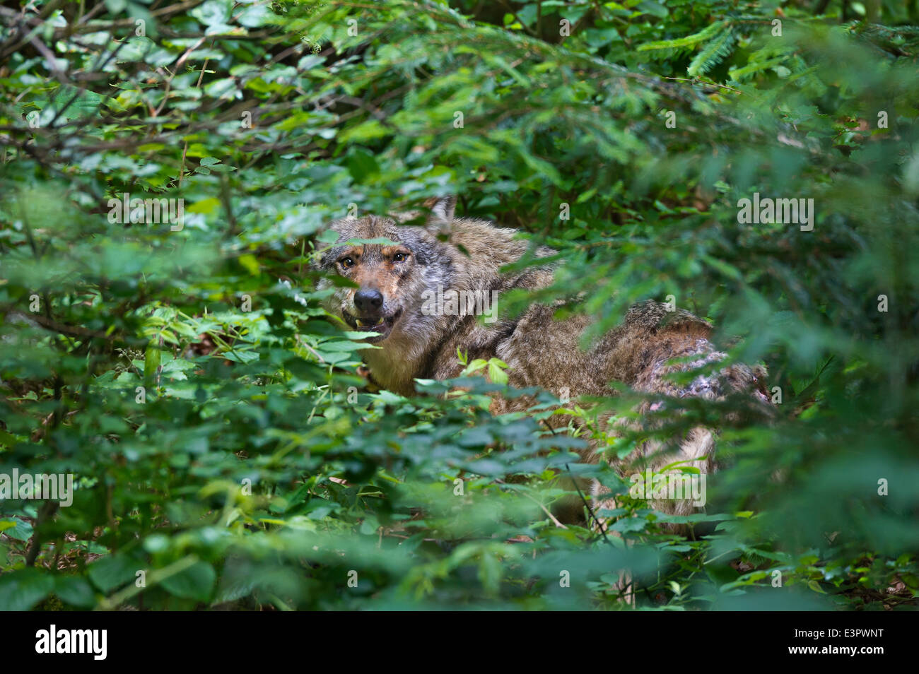 Wolf half hidden in the vegetation hi-res stock photography and images ...