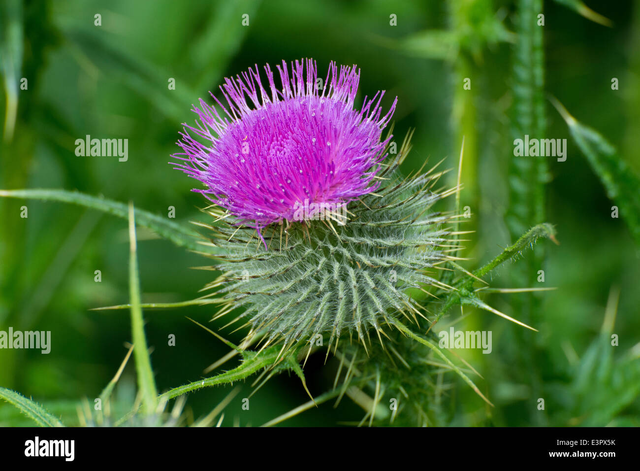 Thistle Thorns High Resolution Stock Photography and Images - Alamy