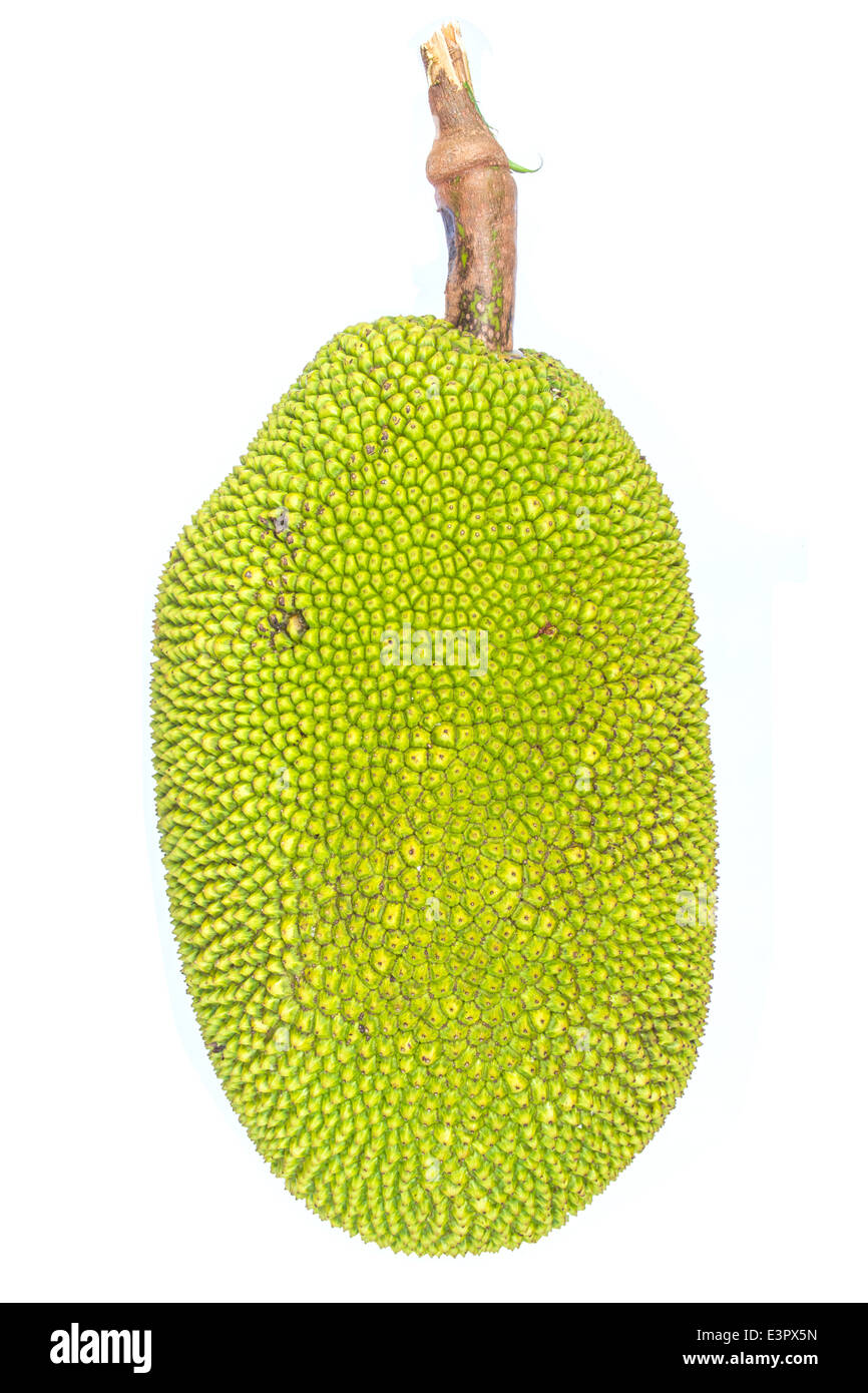 Green jackfruit hi-res stock photography and images - Alamy